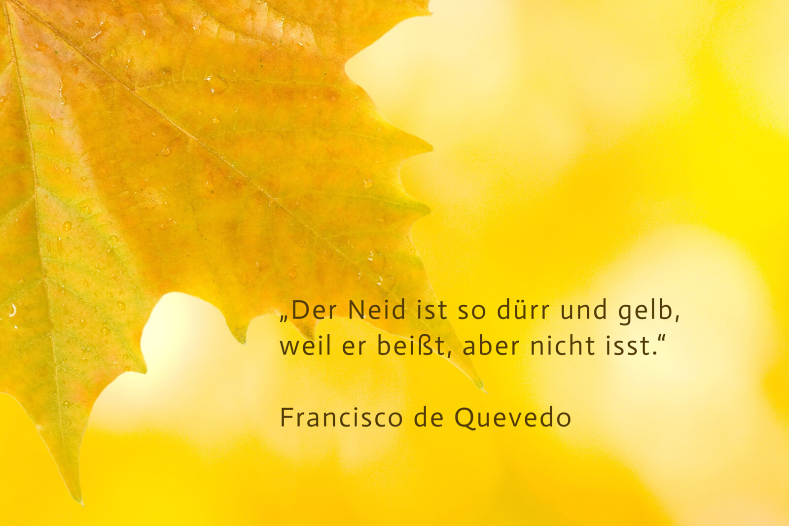 40 Zitate über Neid, die zur Reflexion einladen - Gedankenwelt